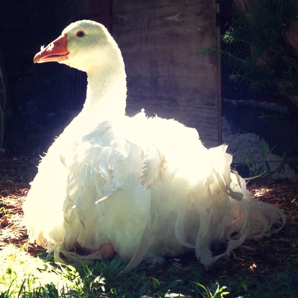 The Sebastopol Goose - Backyard Poultry